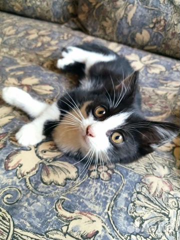 Котенок 2 месяца мальчик