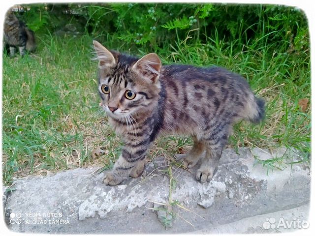 Милаха Серж. Мальчик ищет дом