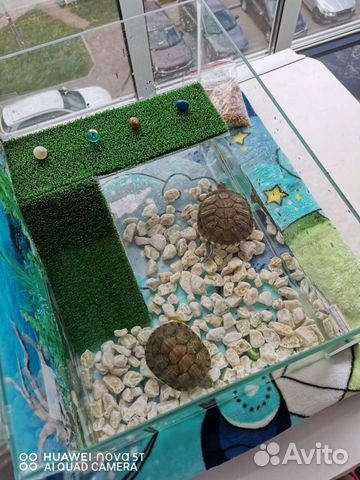 Водяные черепашки