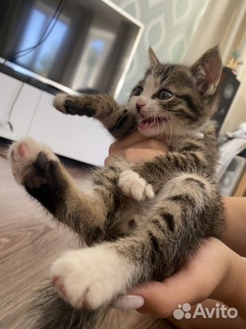 Кошка в дар бесплатно