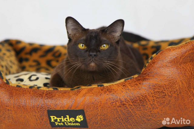 Европейская бурма соболиная девочка