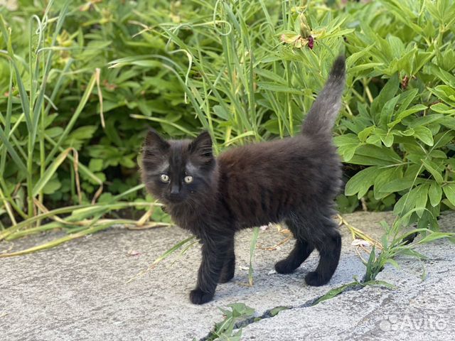 Котенок ищет котородителей