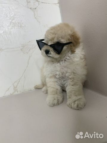 Мальтипу мини самый классный