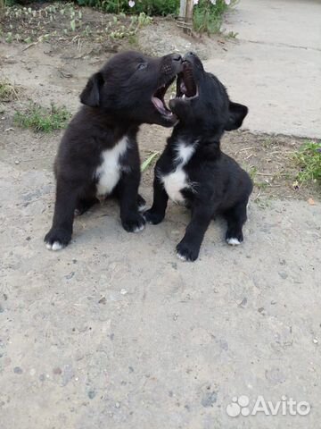 Щенки кобельки в добрые руки