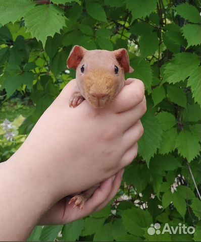 Морская свинка скинни