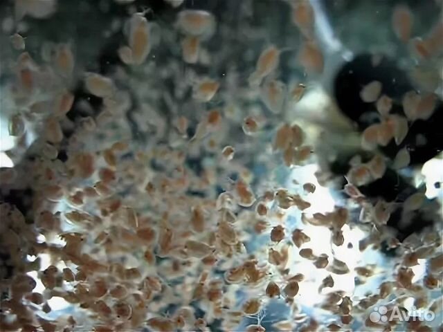 Дафния моина живая