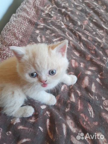 Котята метисы британца и экзота