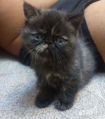 Экзотическая кошка