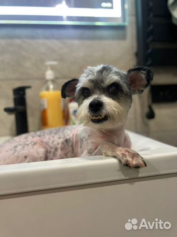 Маленький песик красавчик в добрые руки