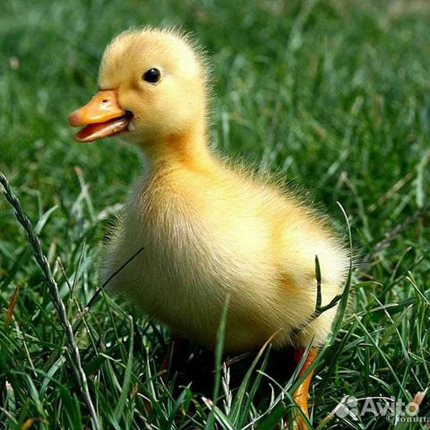 Мускусные утята французской линии белые