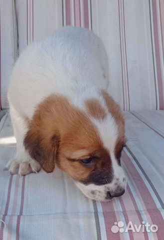 Собаки бесплатно в добрые руки щенки