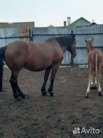 С/х животные