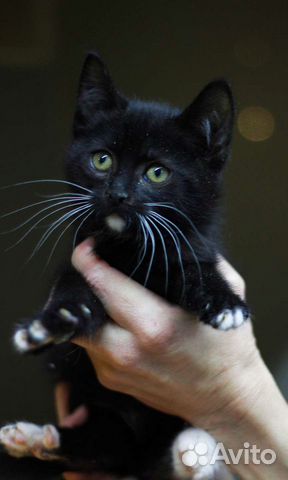 Маленький котенок Плутоша ждёт своих пап-мам