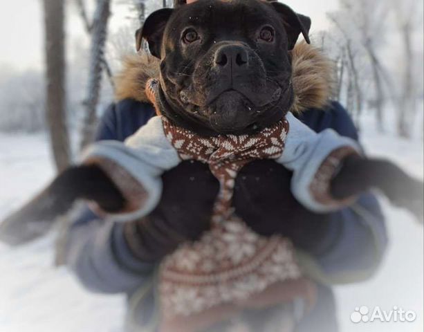 Стаффордширский бультерьер