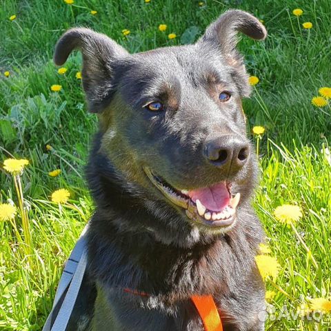 Спасенная овчарка ищет семью (помесь)