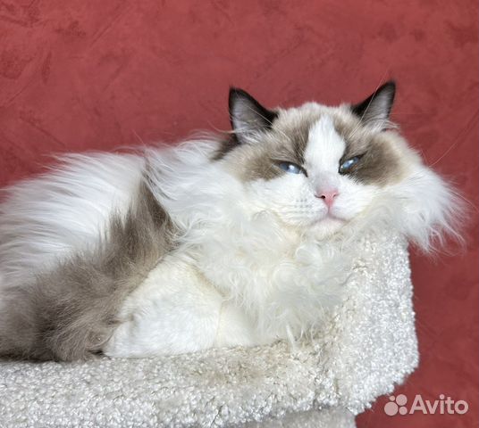 Питомник закрывается мальчик рэгдолл