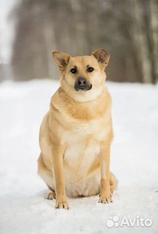 Небольшая собачка