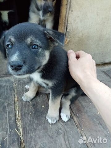 Щеночки в добрые руки