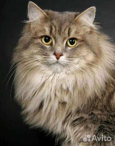 Сибирская кошка