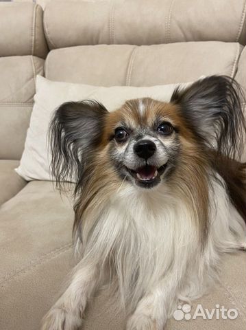 Папильон самец для случки