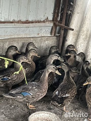 Дикая утка кряква