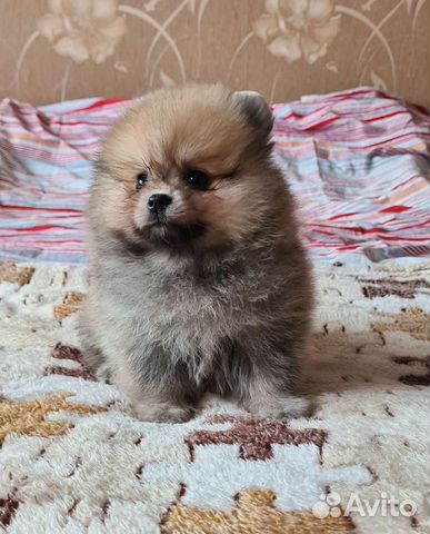 Померанский шпиц тип мишка