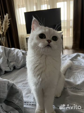 Ищем жинеха, британца серебристой шиншиллы