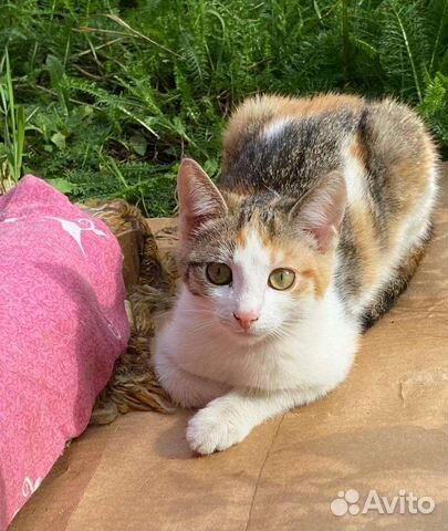 Котёнок