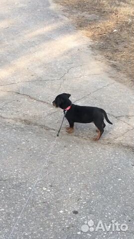 Щенки собачки маленькие