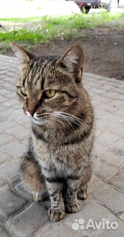 Кот в добрые руки