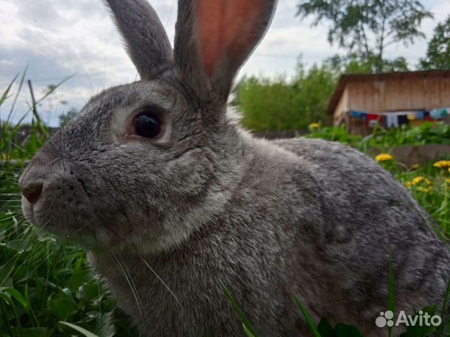 Кролики Советская Шиншилла, Калифорнийский
