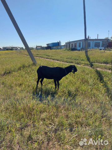 Козы нубийские и чехи