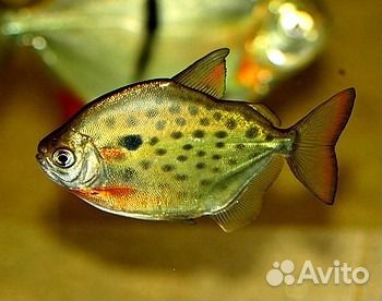 Метиннис пятнистый