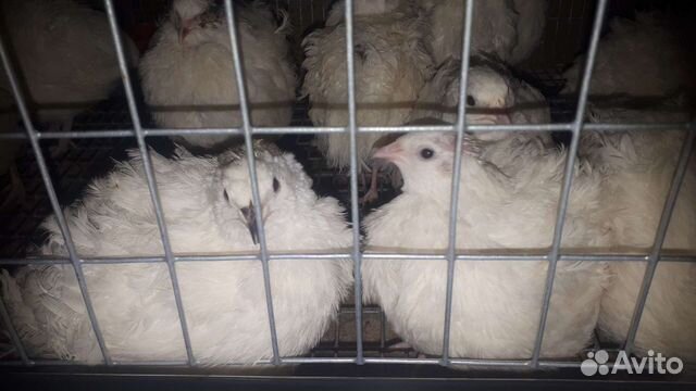 Перепела техасцы