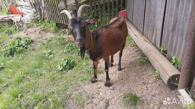 Козы альпийские.Козёл нубийкоальпийский