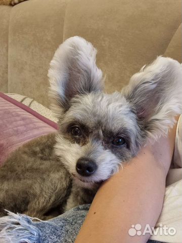 Метис шпица и чиха