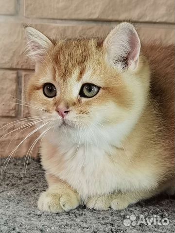 Золотой британец