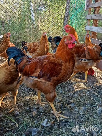 Петух кучинский