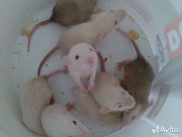 Крыса сфинкс лысая помесь