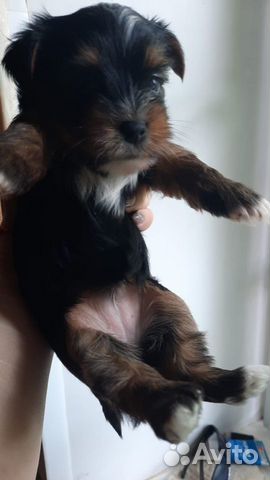 Девочка йорка