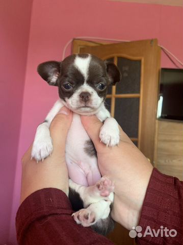 Щенки чихуахуа девочки