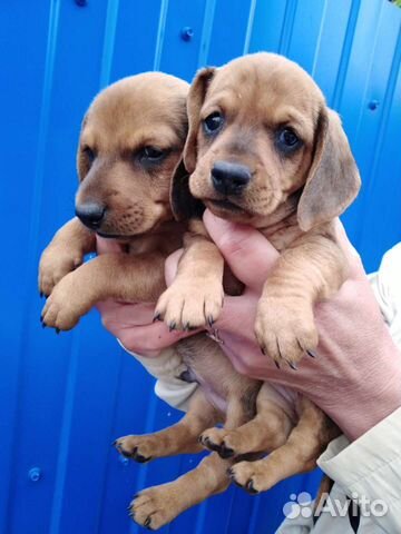 Щенки таксы