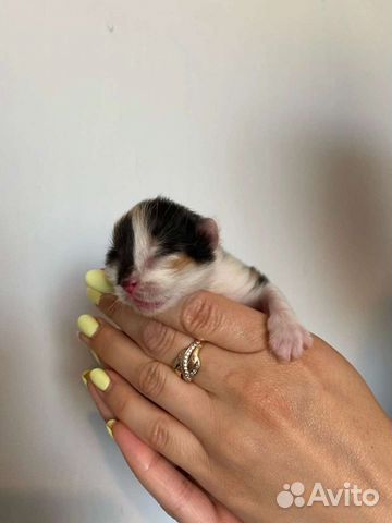 Котёнок трехшерстный