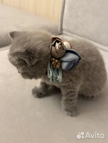 Британские плюшевые котята