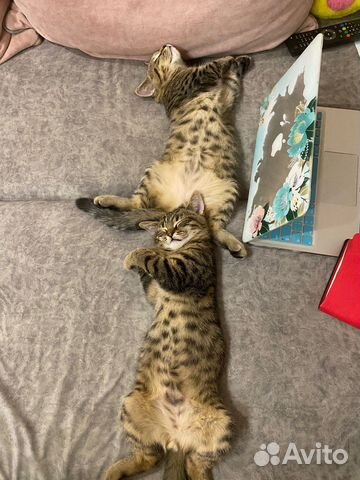 Котятки в добрые руки