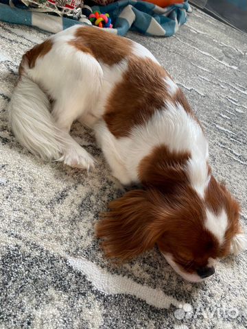 Кавалер кинг чарльз спаниель(вязка)