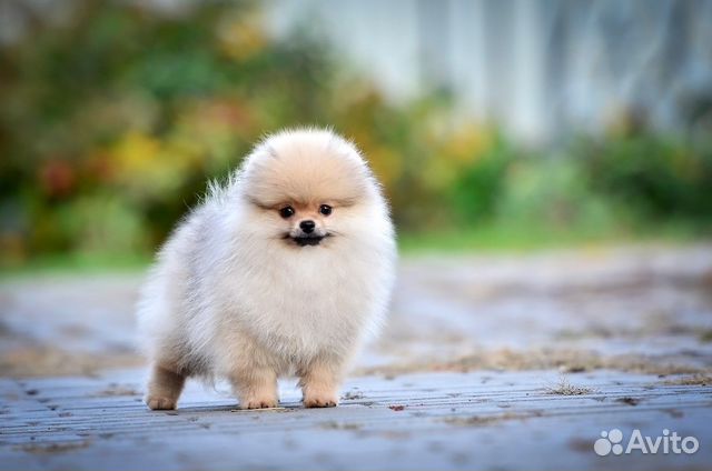 Померанский щпиц мини