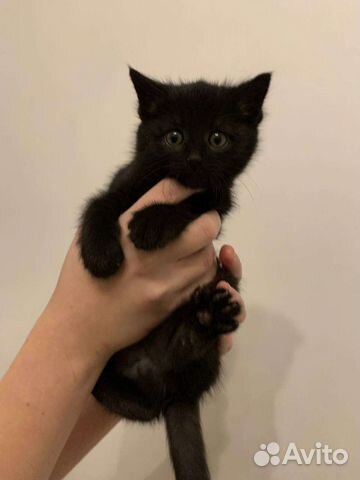 Котенок в добрые руки