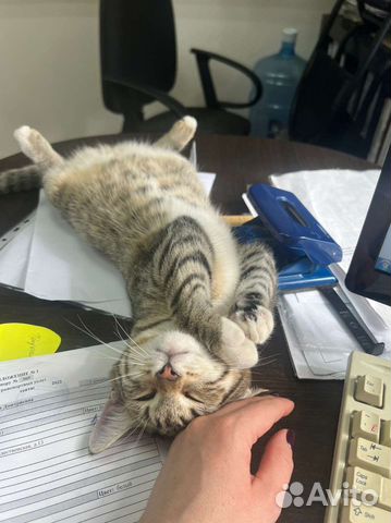 Котодети из приюта ищут своих родителей