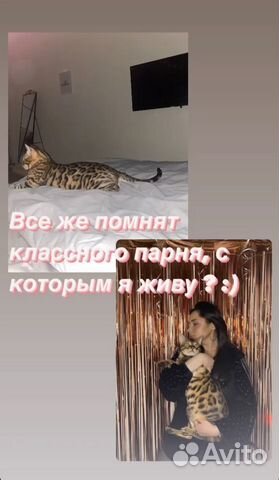 Бенгальские котята